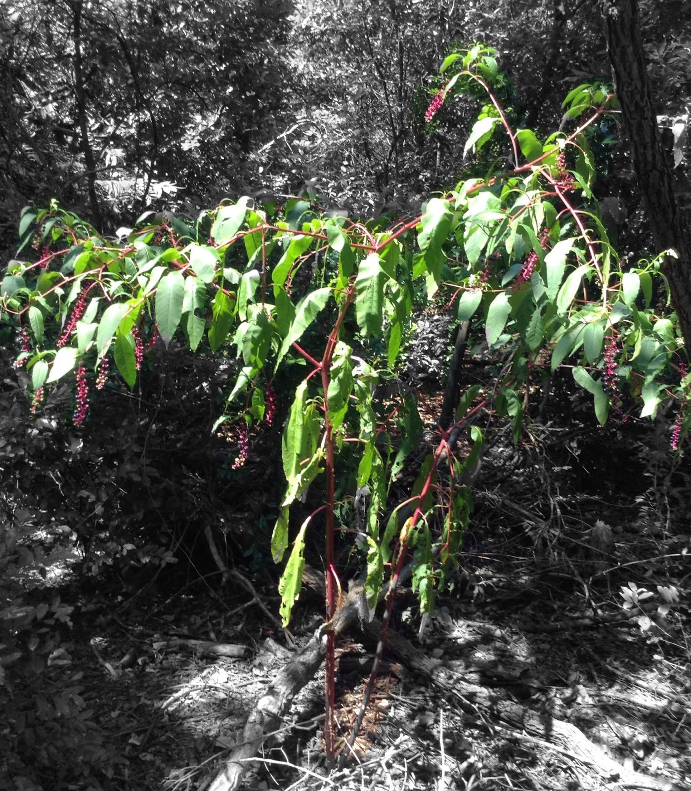 Foraging Texas: Pokeweed/Poke Salat