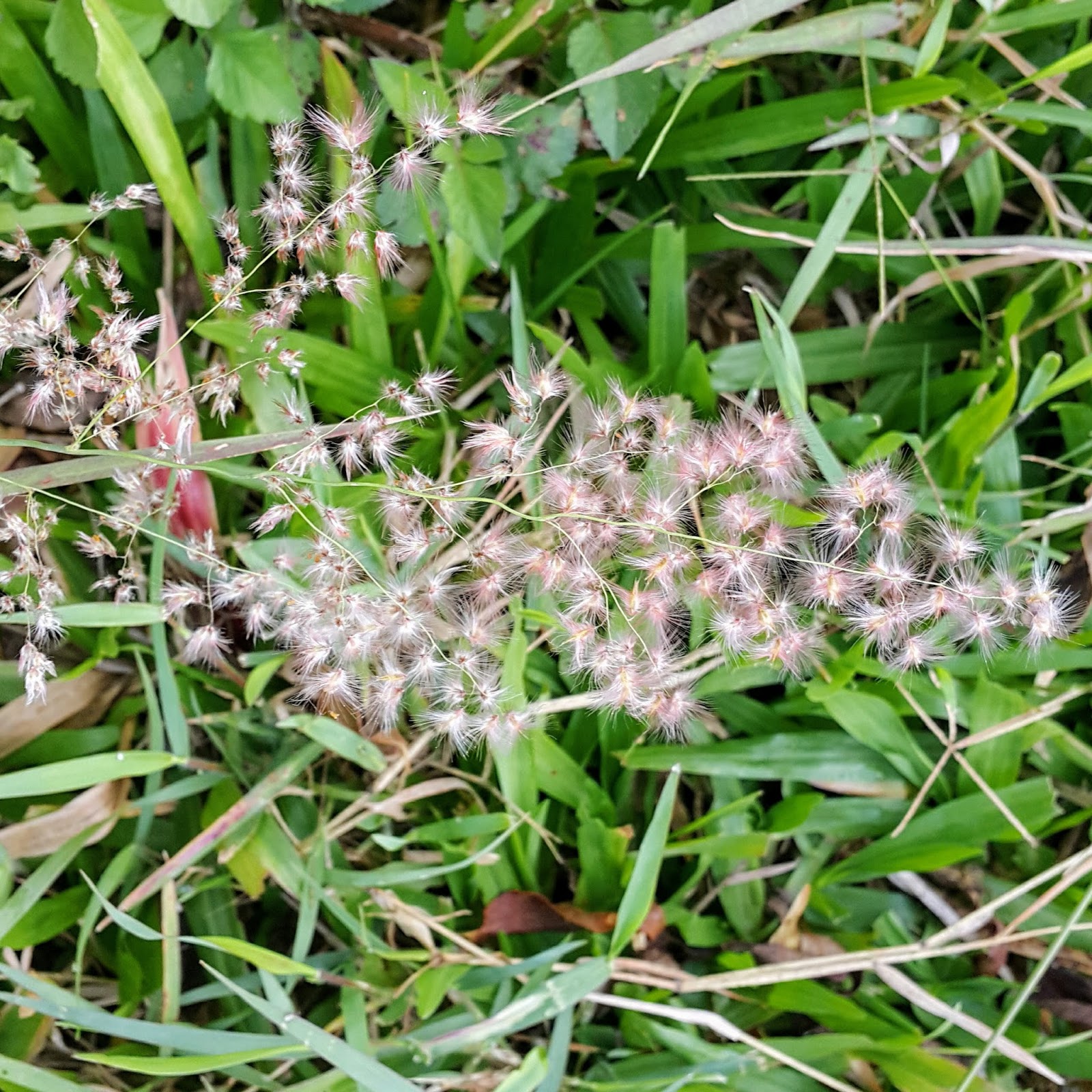 "Verdade//aspas" : 👪 Poaceae (Rhynchelytrum repens)