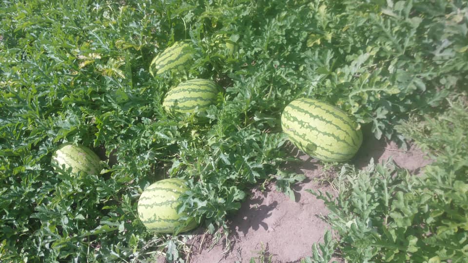 HASARA YA MATUNDA MENGI KWENYE KILA SHINA LA TIKITI MAJI.