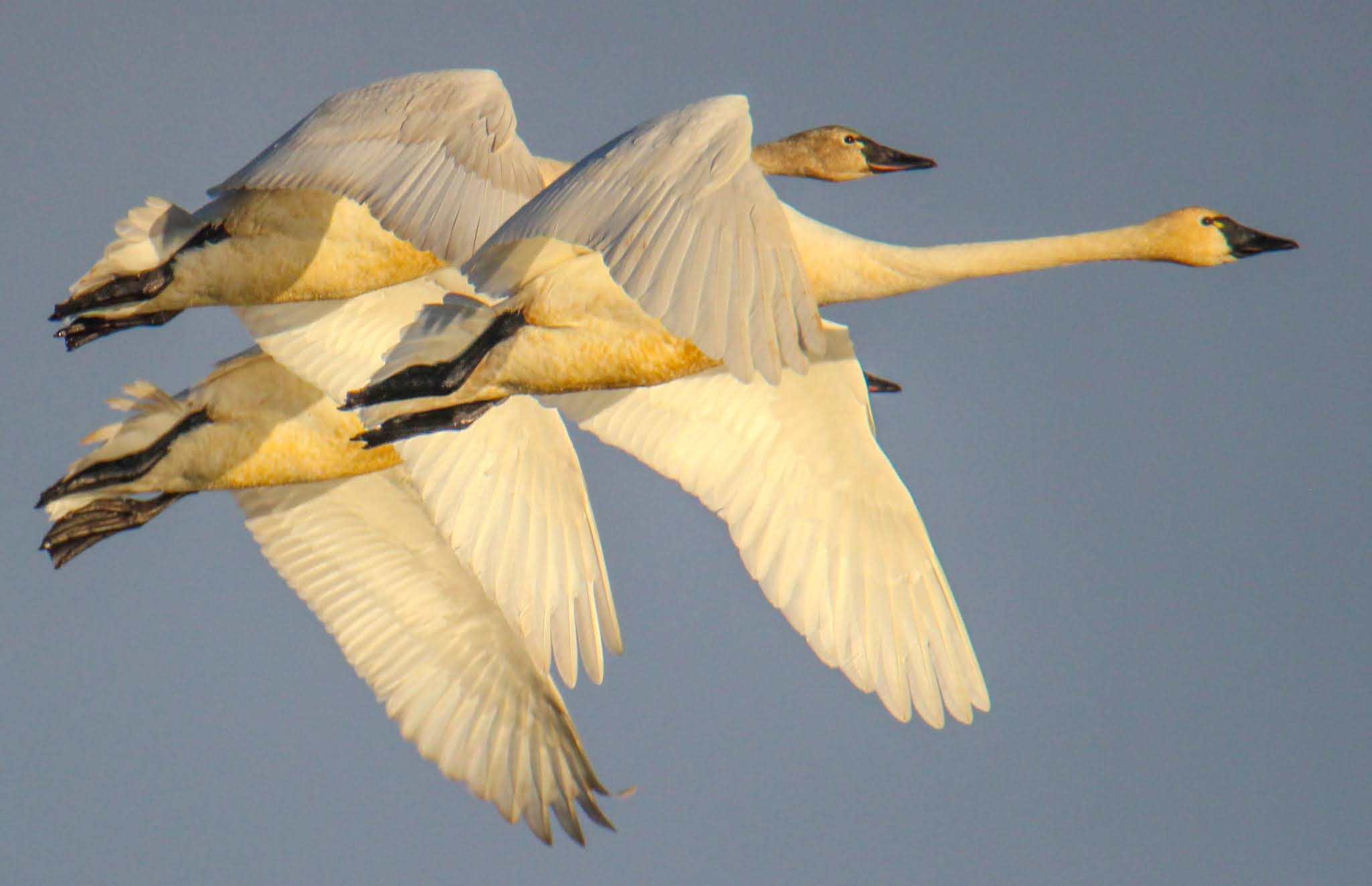 Cannundrums: Whistling Swan