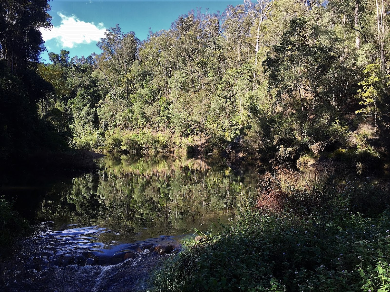 sunshinecoastbirds: Imbil State Forest rainforest plan update – the ...