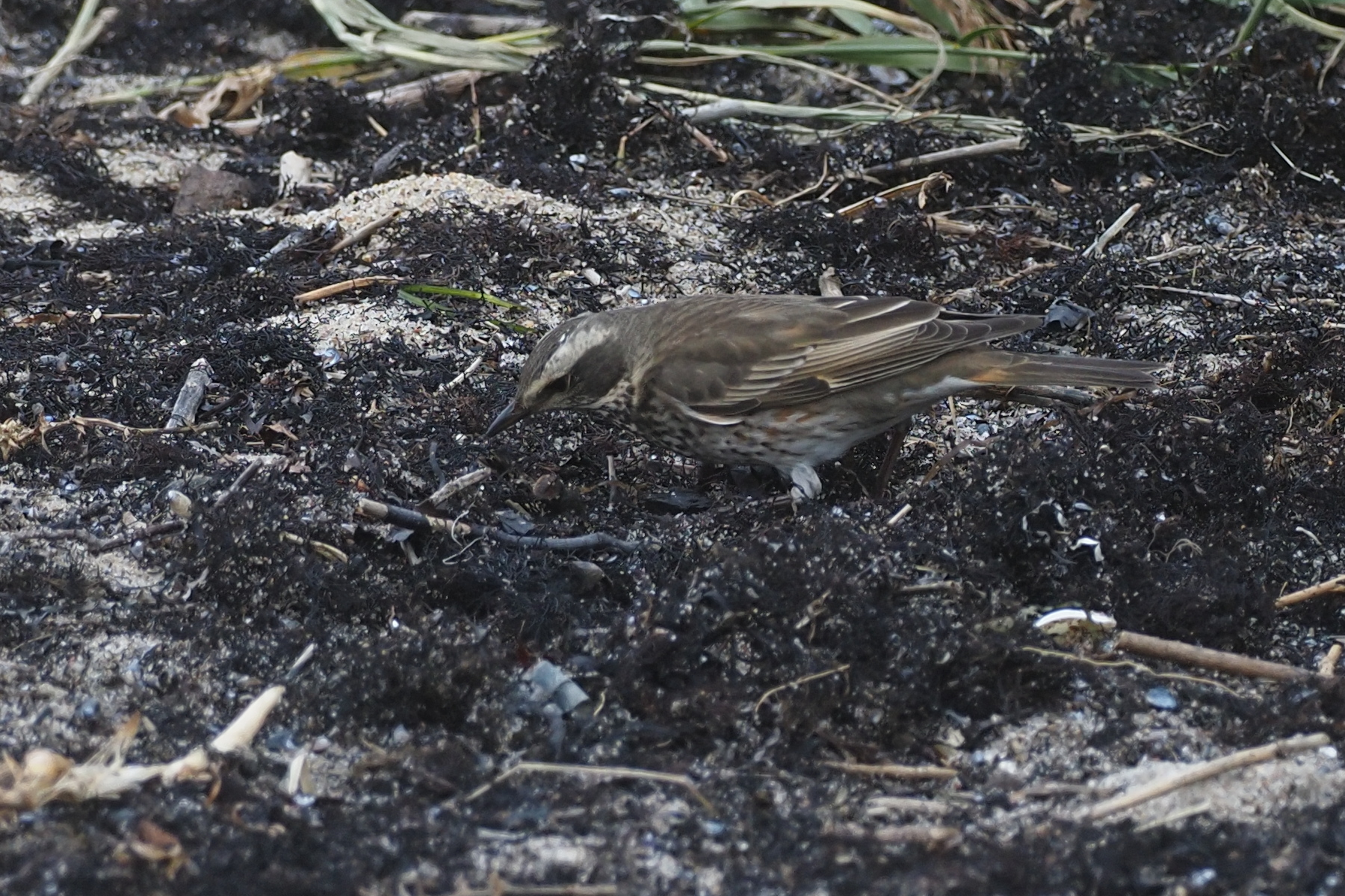 BirdsDK: Dusky Thrush (Turdus eunomus) or Dusky Thrush x Naumann's ...