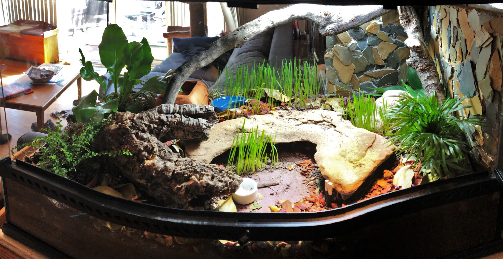 Our Leopard Gecko Bioactive Build for Banana