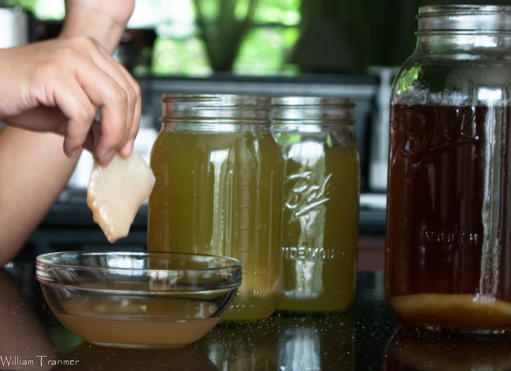 A Dose of Frosting..: Kombucha: It’s spring and it’s growing, let’s ...