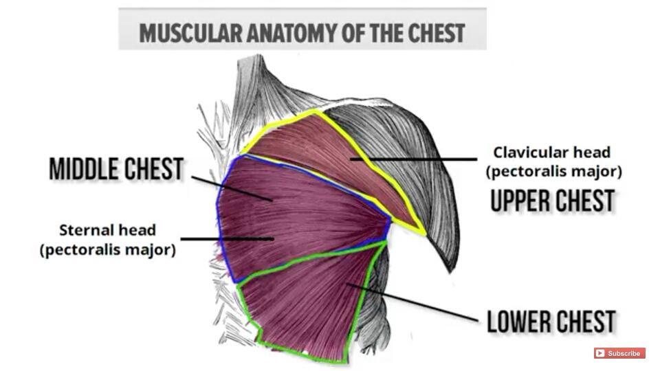 Top chest workouts/exercises