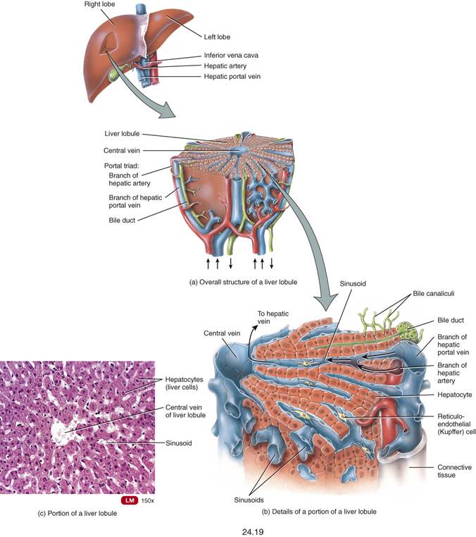 My Biomedical Notebook: Digestive System