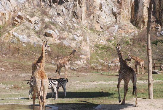Zoo News Digest: Nay Pyi Taw Safari Park Opens