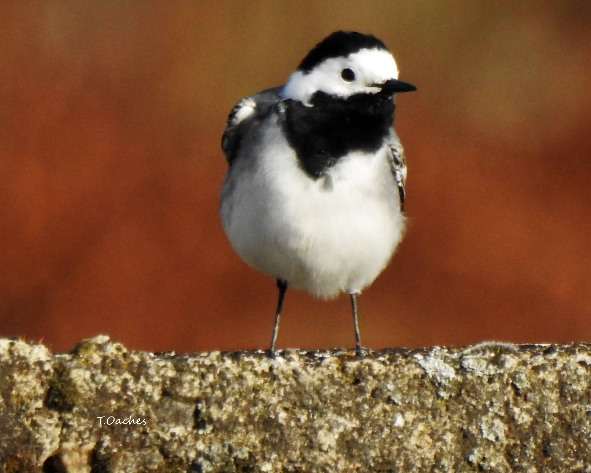 PASARI DIN ROMANIA: CODOBATURA ALBA, Motacilla alba