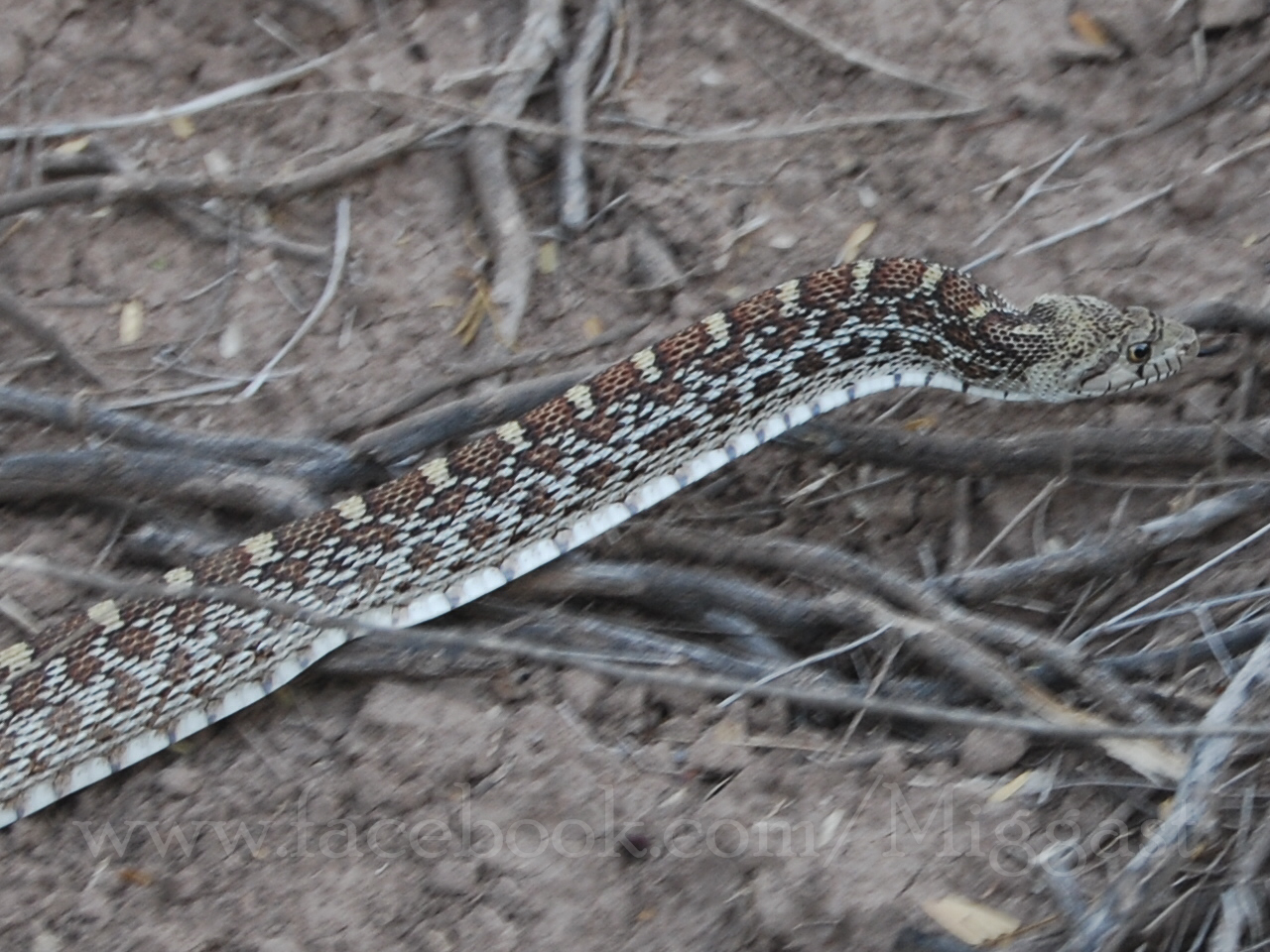 La Culebra Sorda (Pituophis catenifer).