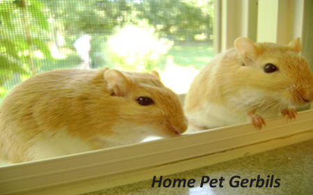 Home Pets Page: Overview of Home Pet Gerbils