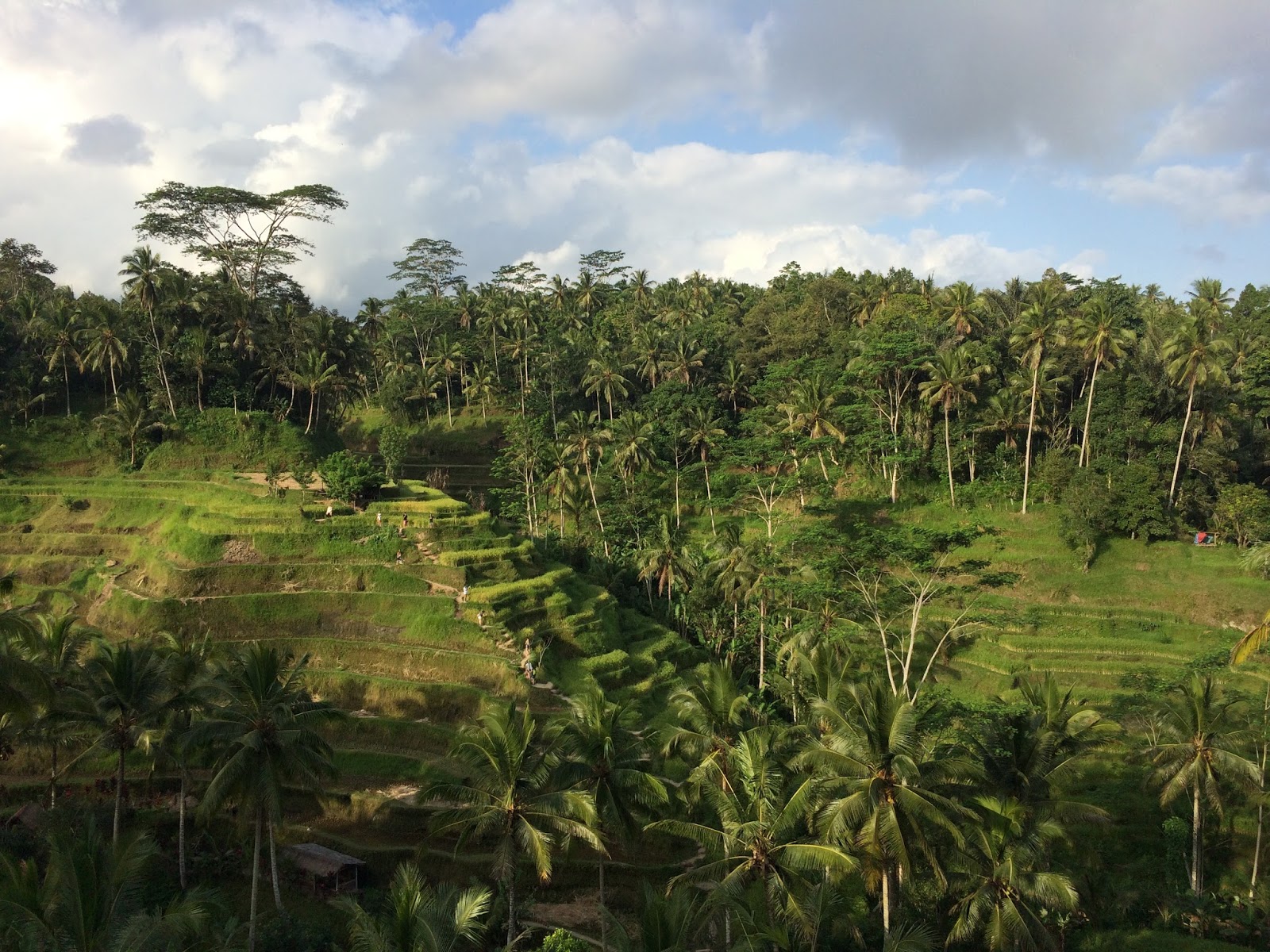 Rice Terrace Cafe - Ubud, Bali - Travel is my favorite Sport