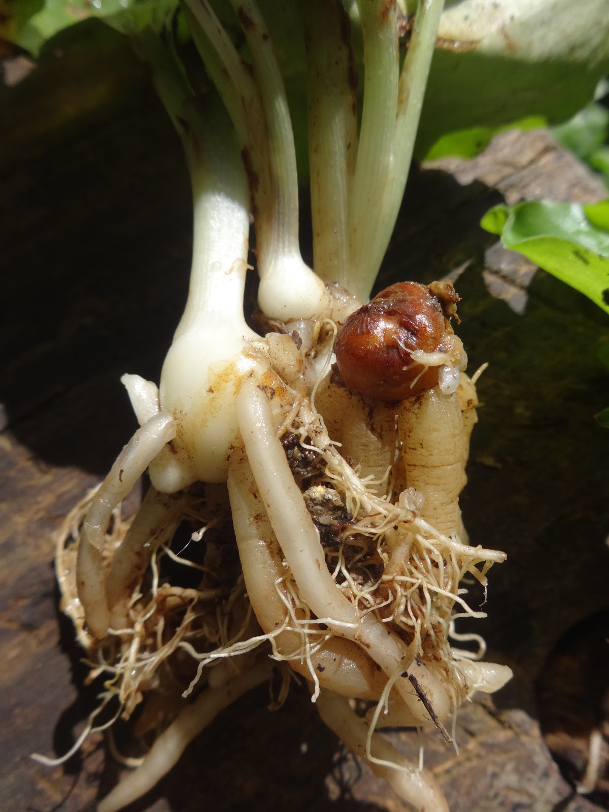 Herbs from Distant Lands: Kaempferia galanga - Kencur, Galanga