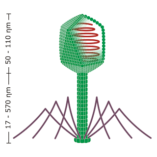 Generalidades de los Fagos T4: Referencias de imágenes en cabecera