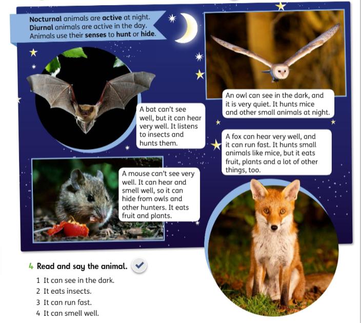 Davidmcblog: ENGLISH 4ºA NOCTURNAL ANIMALS