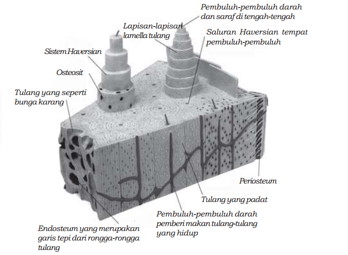 Mengenal Tulang dan Bagaimana Proses Pembentukan Tulang