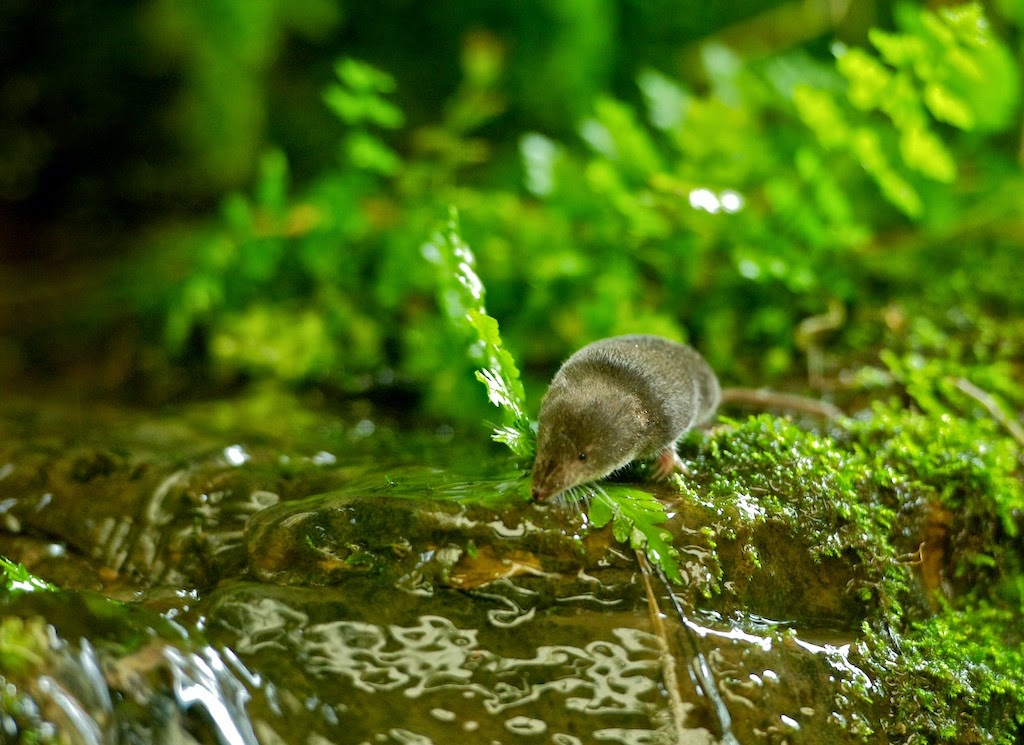 British Wildlife Centre ~ Keeper's Blog: Water Shrew Babies
