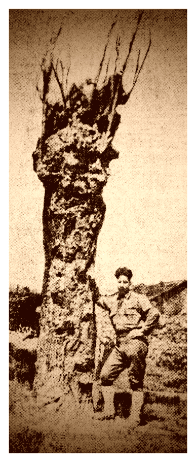 C A M O U P E D I A: Nishan Toor | Phony tree trunk as observation post