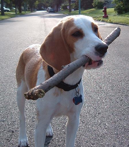 Lemon Spotted Beagle | Dog Beagles