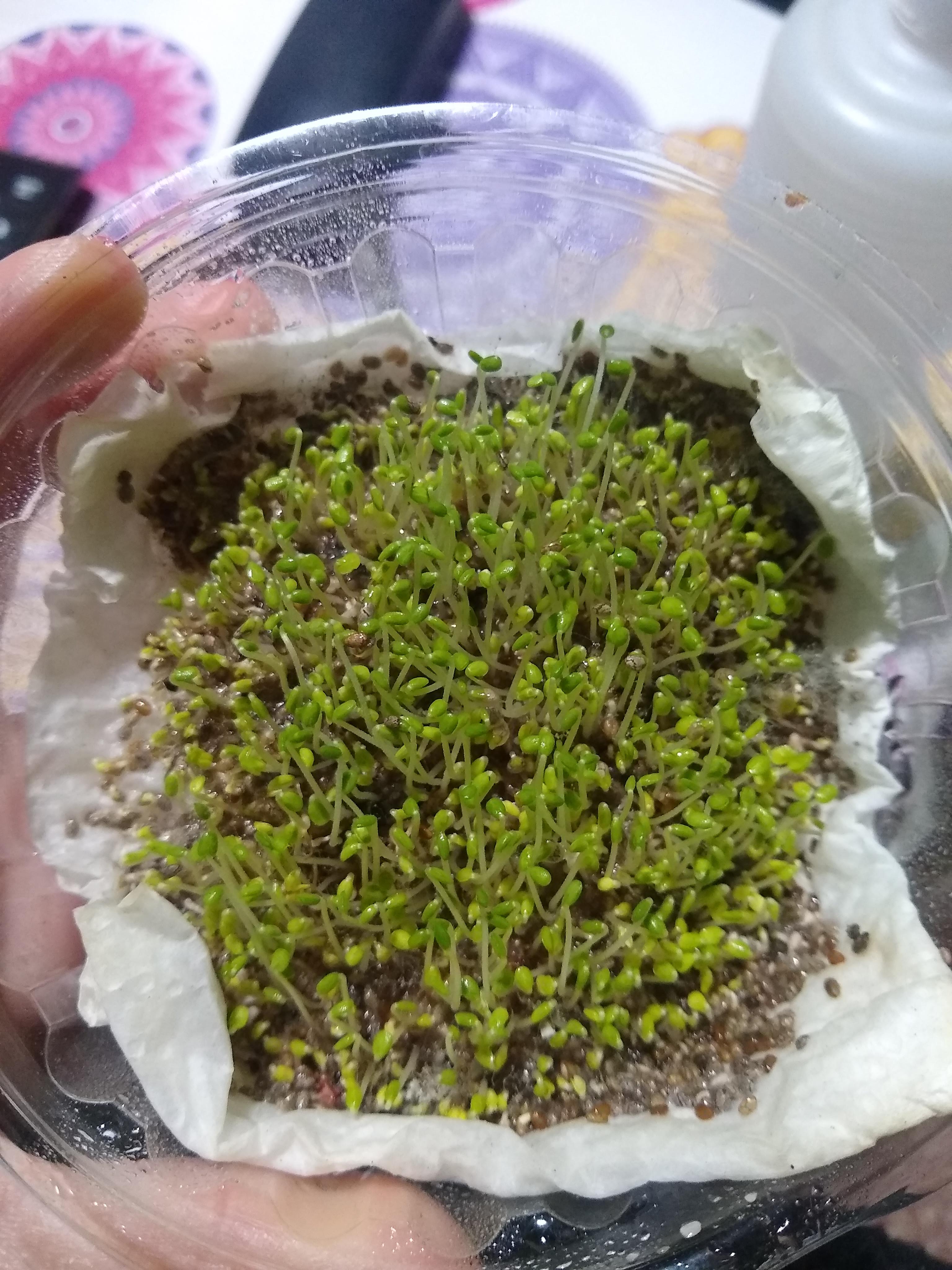 Brote o germinado de Semillas de chia