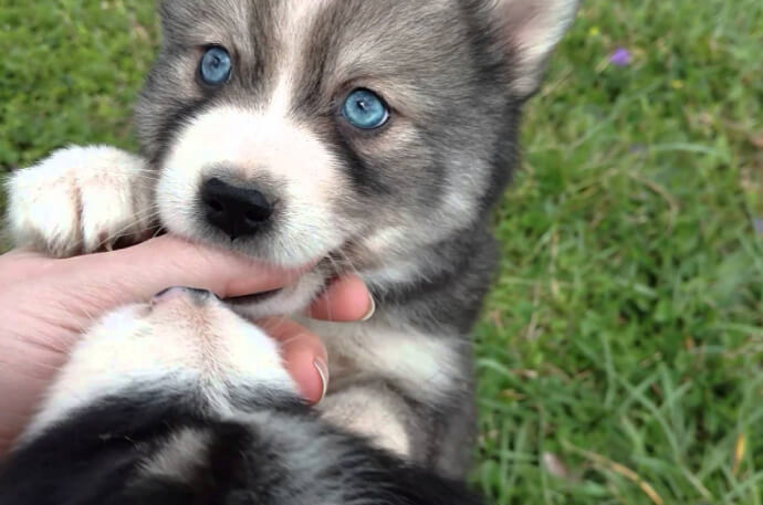 Lo Que Necesitas Saber Sobre Un Pomsky