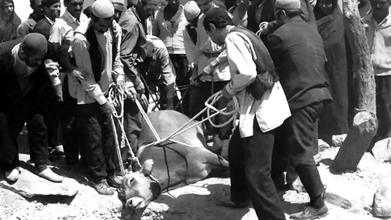 Notes On Cinematograph: The Cow (Dariush Mehrjui, 1969) | Il Cinema ...