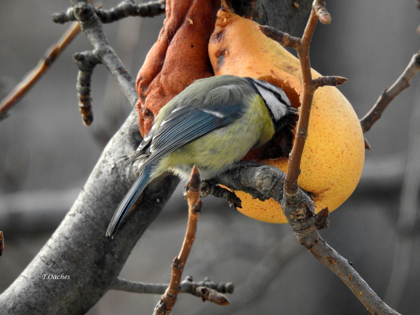 PASARI DIN ROMANIA: PITIGOI ALBASTRU (1), Cyanistes caeruleus