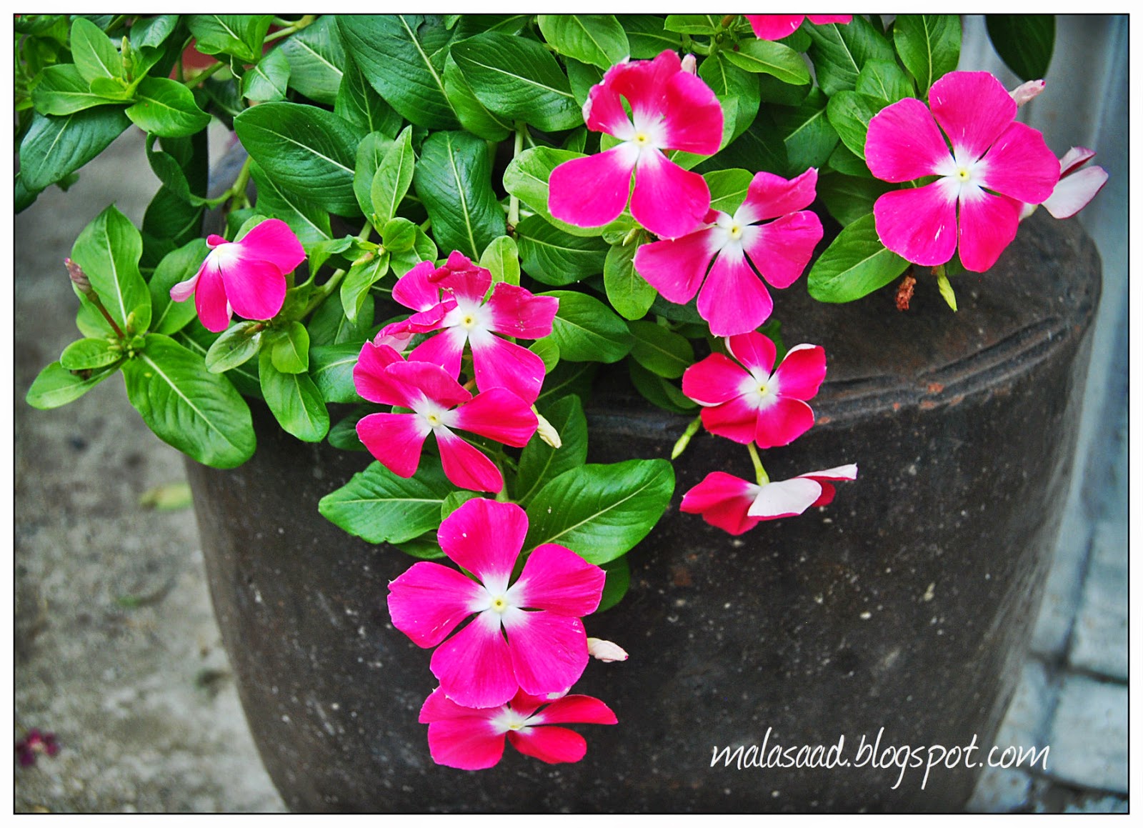 My Green Eye's: Bunga Kampung - 2