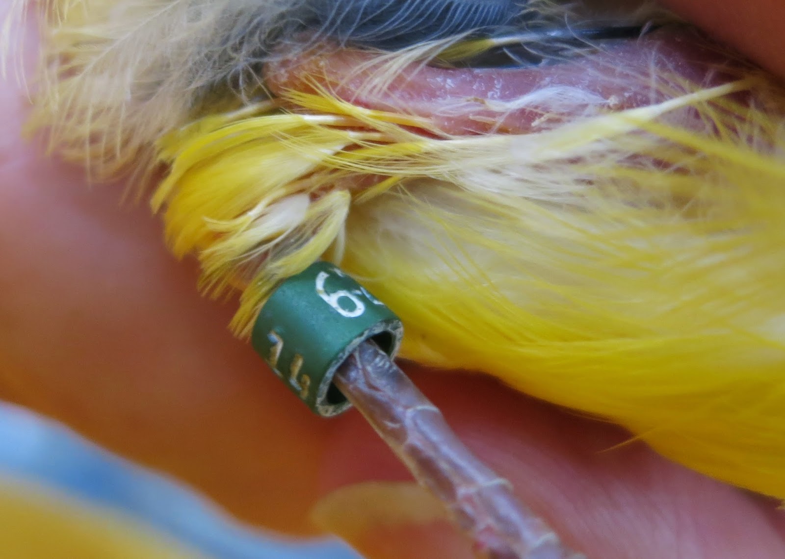 Canary Tales: Troubleshooting Youngsters - Part 3 - Undershot "Slipped ...