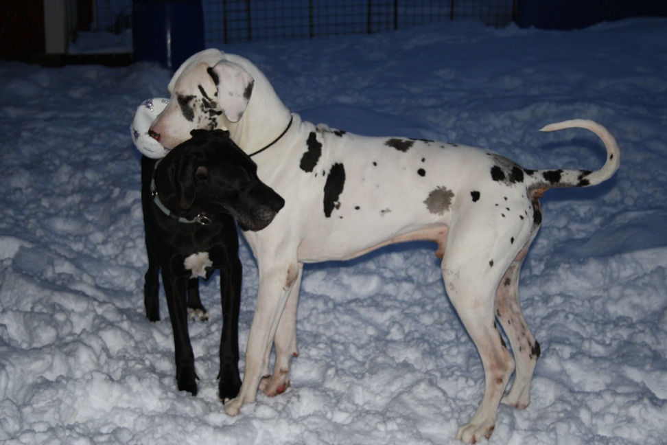 Kennel Lucky Danes Blogg
