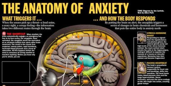 The anatomy of anxiety