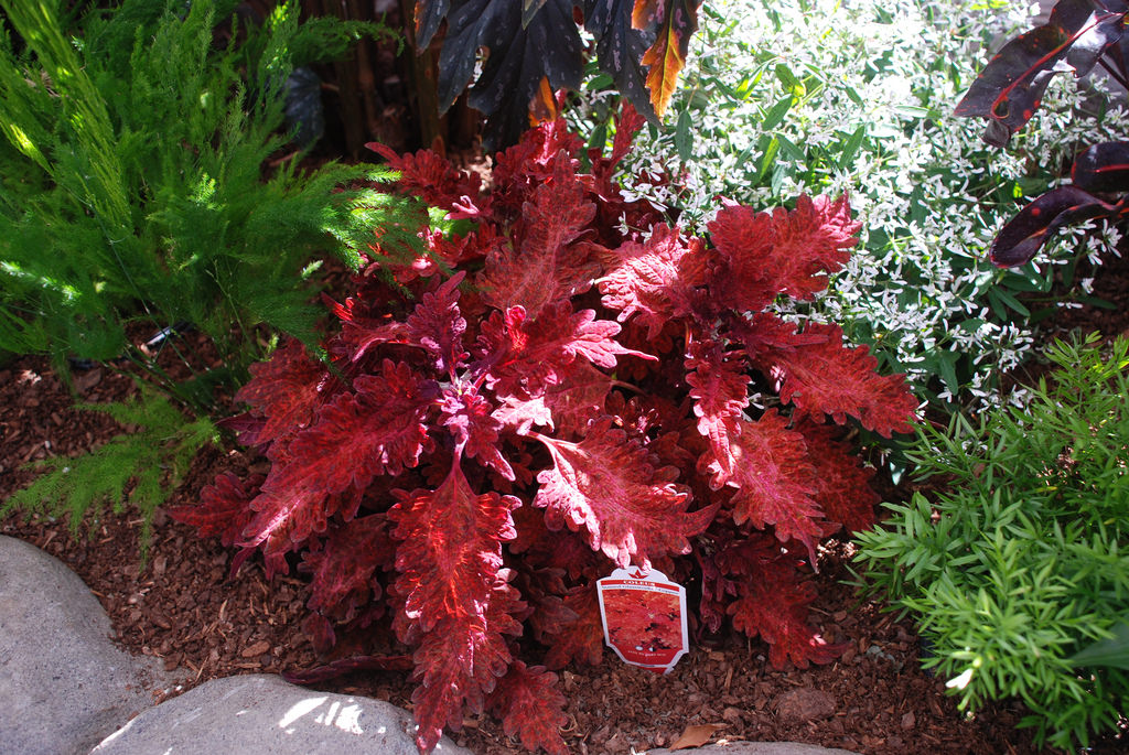 Earth and Space News: Coleus Plant ‘UF10-45-12’ Has Chartreuse Leaves ...