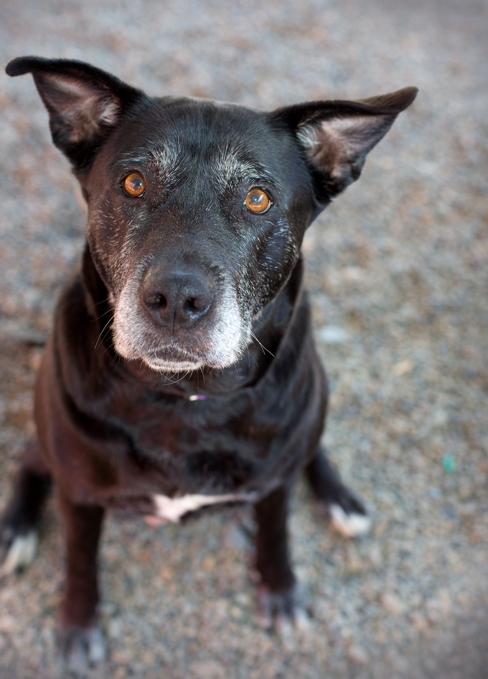 Shelter Dogs of Portland: "DIOGI" black Lab'shepherd mix - Oregon ...