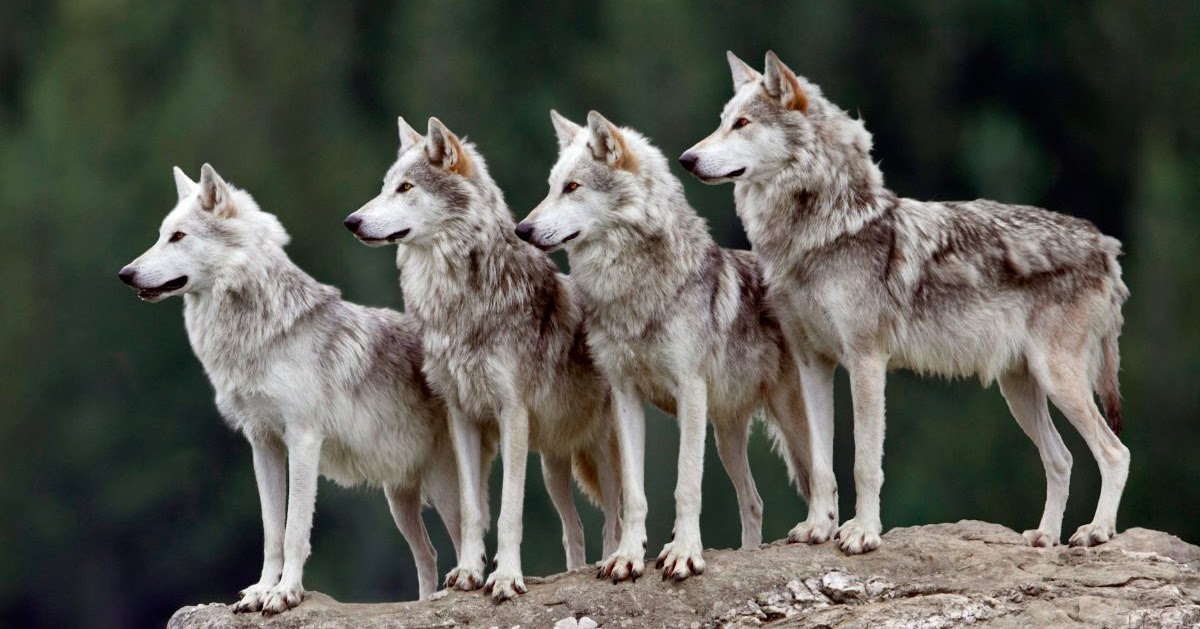 la encina solit(d)aria: Tres cuentos colectivos sobre lobitos buenos.