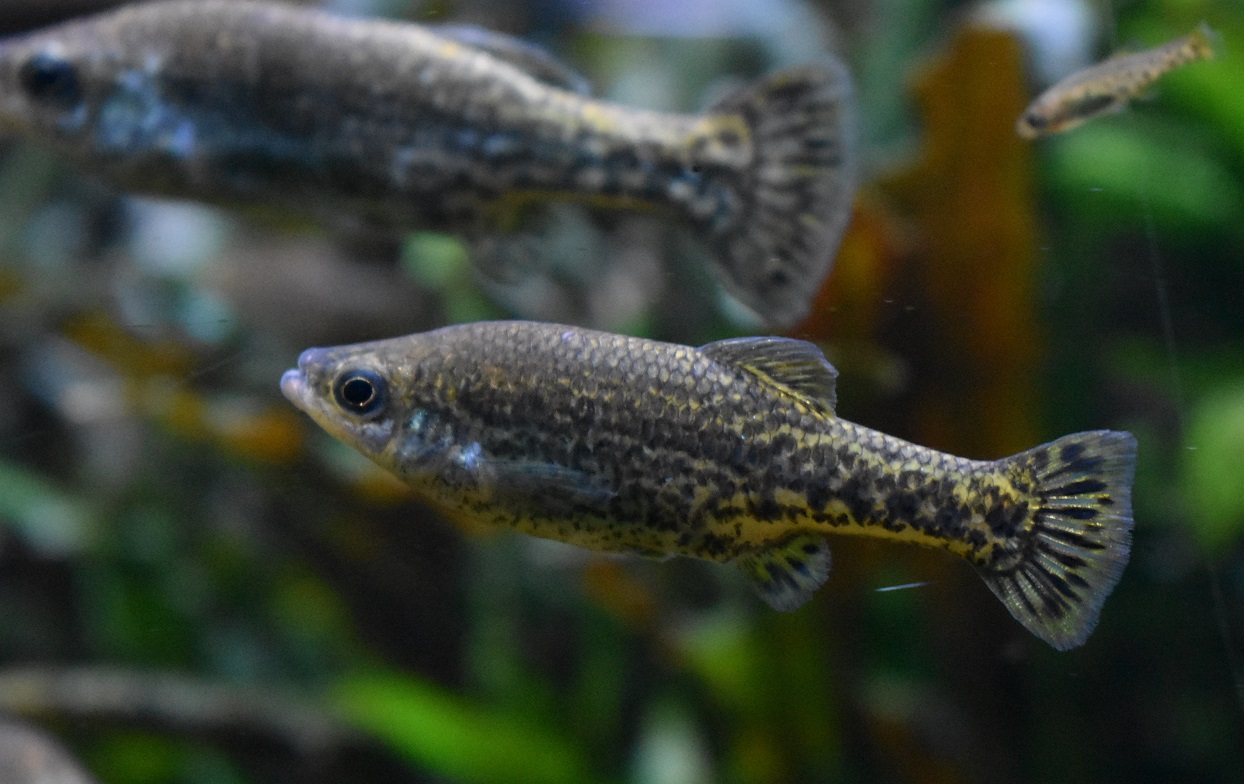 ZOOTOGRAFIANDO (6.100 ANIMALS): GODEIDO MARIPOSA / BUTTERFLY GOODEID ...