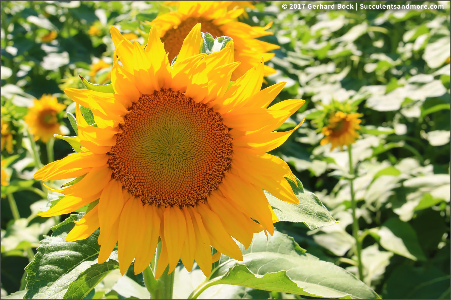 50,000 acres of sunflowers