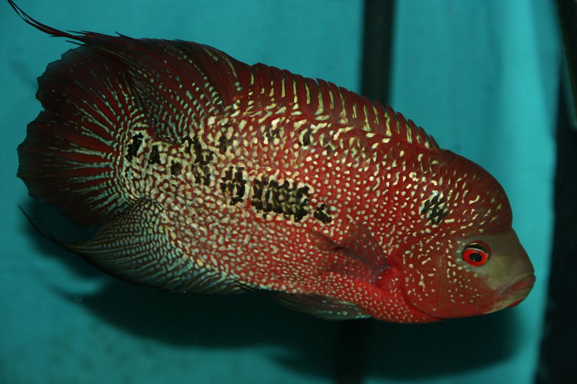 Flowerhorn The Hybrid Cichlids: Red Kamfa
