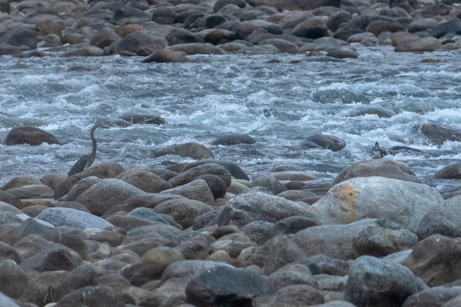 Birding in Namdapha National Park ~ Happy's Click