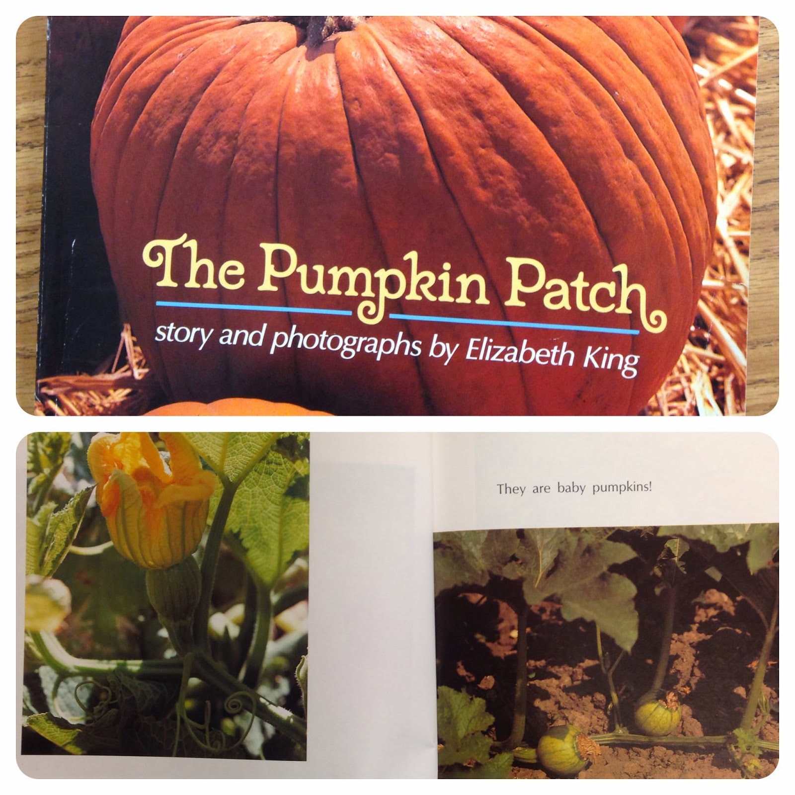 'Tis the Season.... For Pumpkins! - Crayons and Whimsy