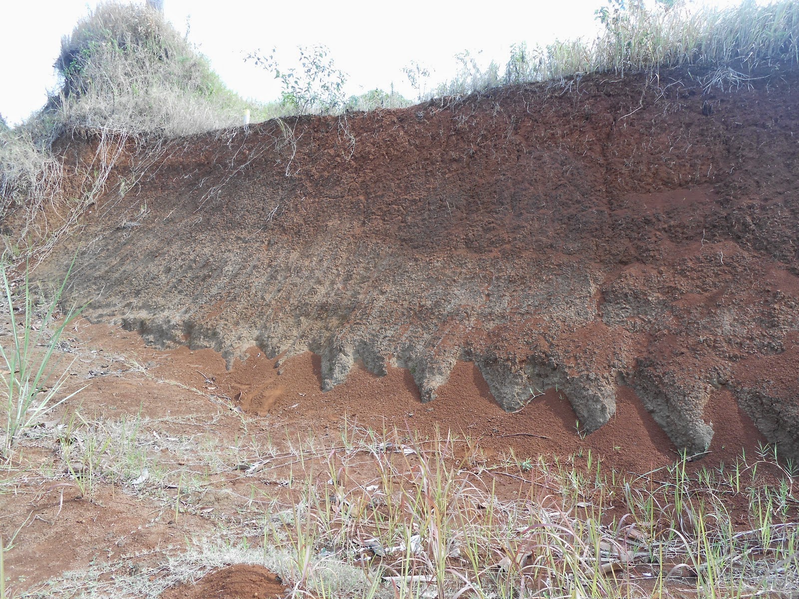 GEOGRAFI TANAH : HORIZON TANAH