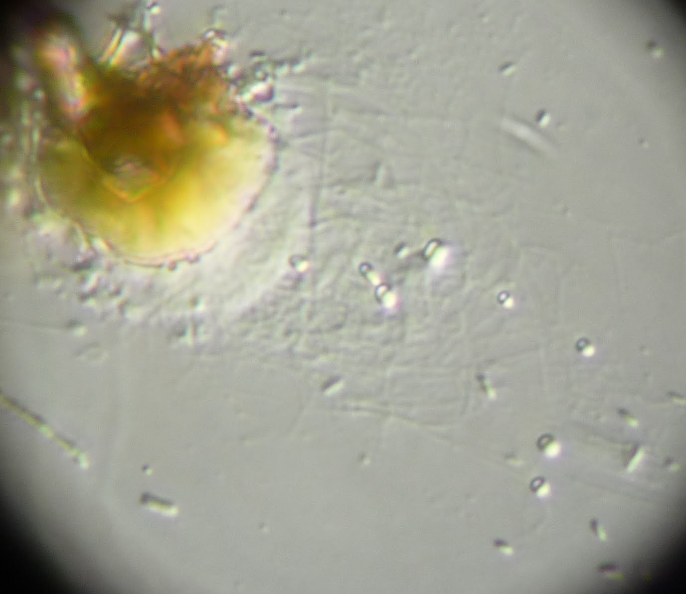 Skeptic Wonder: 03.2011