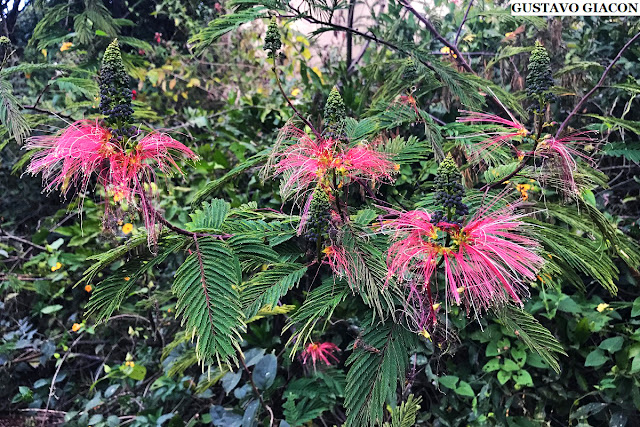 Viveiro Ciprest - Plantas Nativas e Exóticas: Caliandra Candelabro ou ...