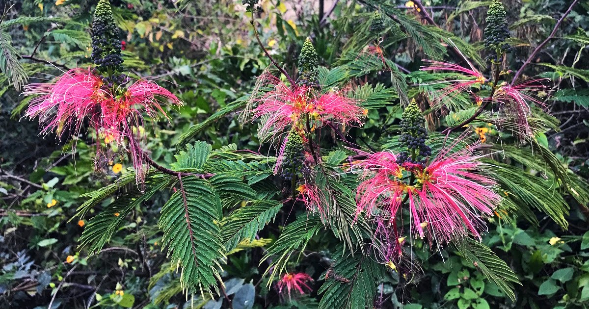 Viveiro Ciprest - Plantas Nativas e Exóticas: Caliandra Candelabro ou ...