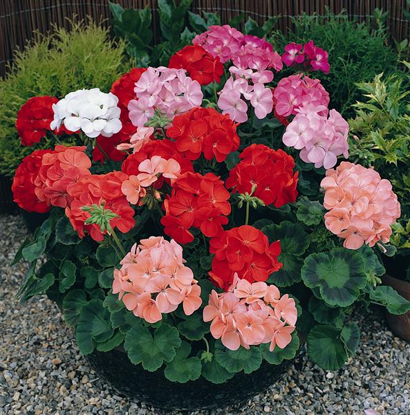 HOW TO TAKE GERANIUM CUTTINGS |The Garden of Eaden