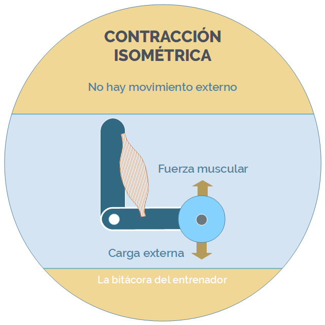 Tipos de contracción muscular