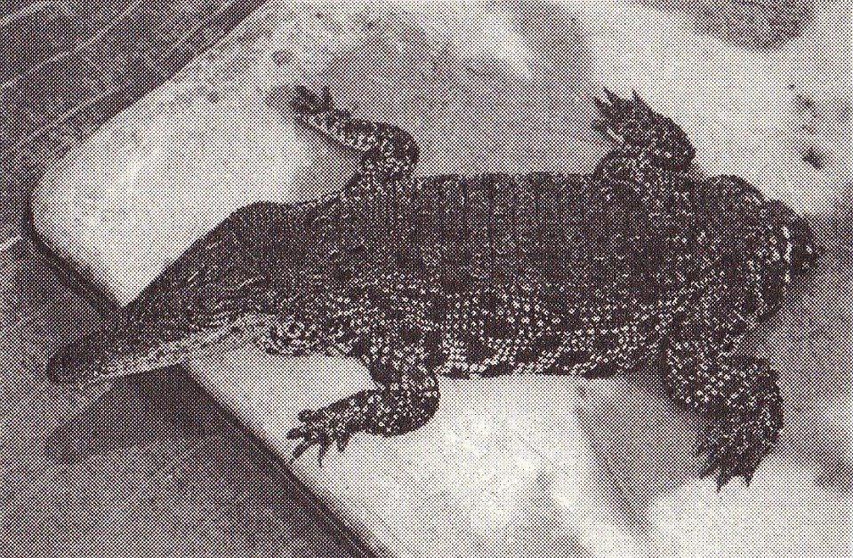 ShukerNature: A REAL-LIFE CROCODILE-FROG FROM BORNEO?