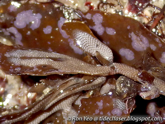 tHE tiDE cHAsER: Moss Animals (Phylum Bryozoa) of Singapore