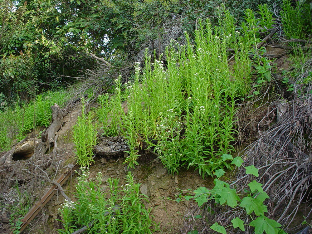 Mother Nature's Backyard - A Water-wise Garden: Plant of the Month ...