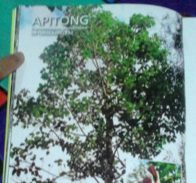 Matang Apoy: Ang punong Apitong