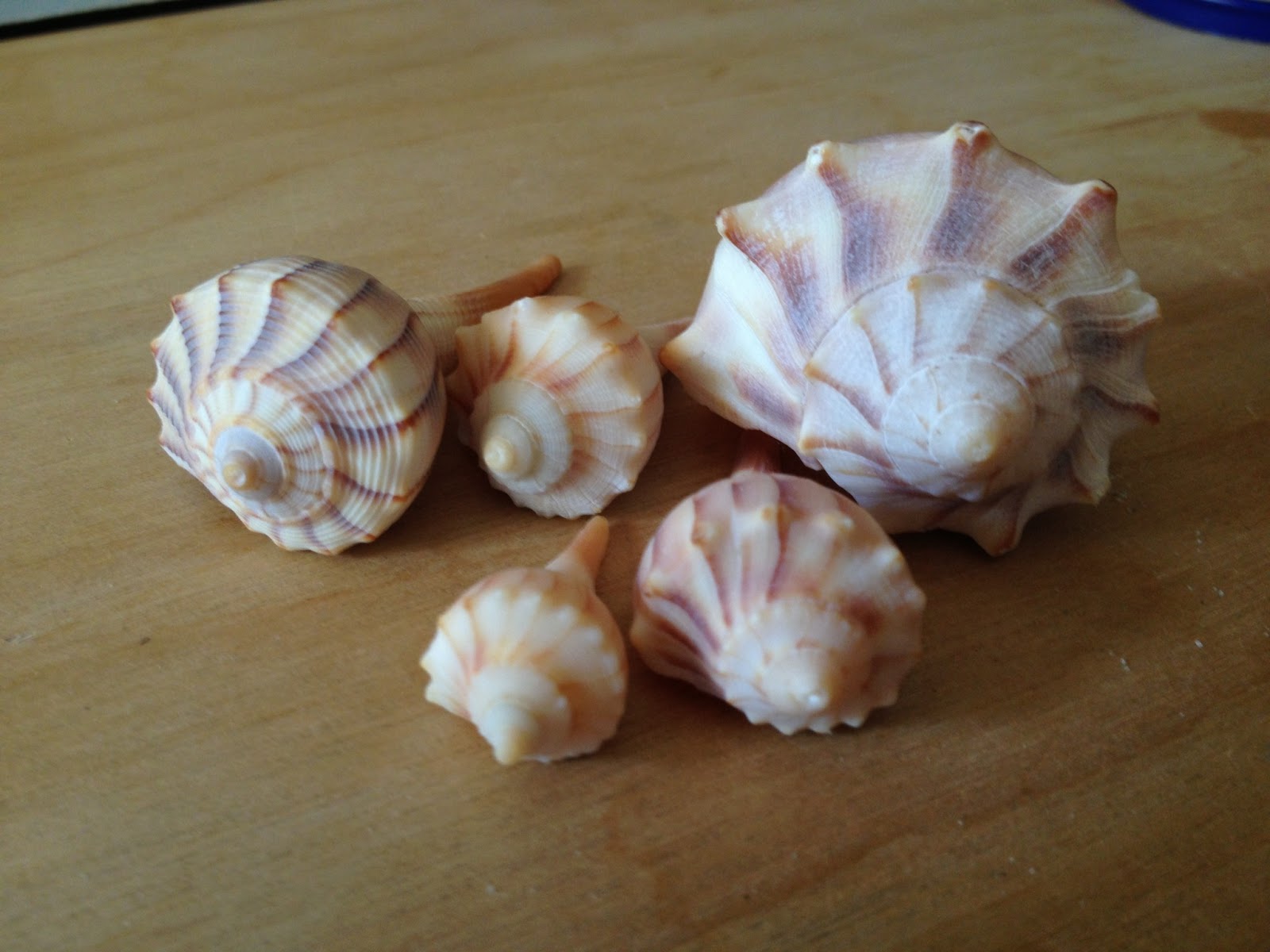 The Hunter and The Gatherer: Shell Feature: The Lightning Whelk