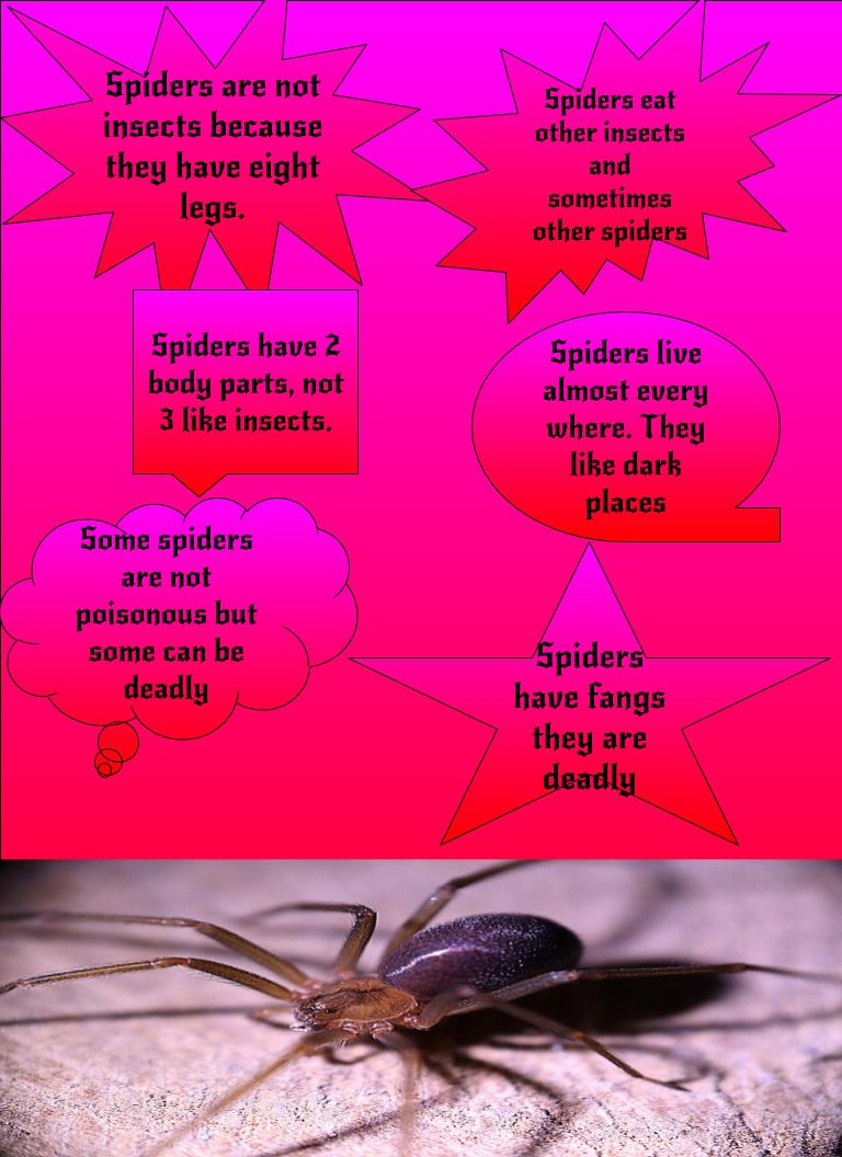 Tasmah T @ Glenbrae School: Facts about Spiders